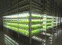 Led Dây 3 Hàng Bóng 2835 Cuộn 100m 220v Giá Tốt 2026